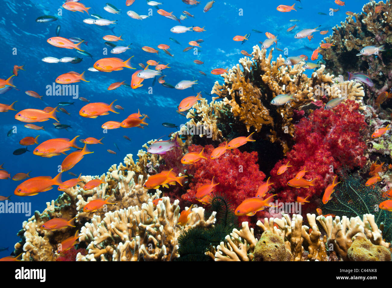 Colorful Coral Reef, Beqa Lagoon, Viti Levu, Fiji Stock Photo - Alamy