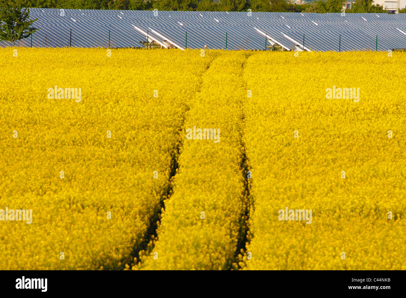 solar power plant behind a blooming rape field Stock Photo - Alamy