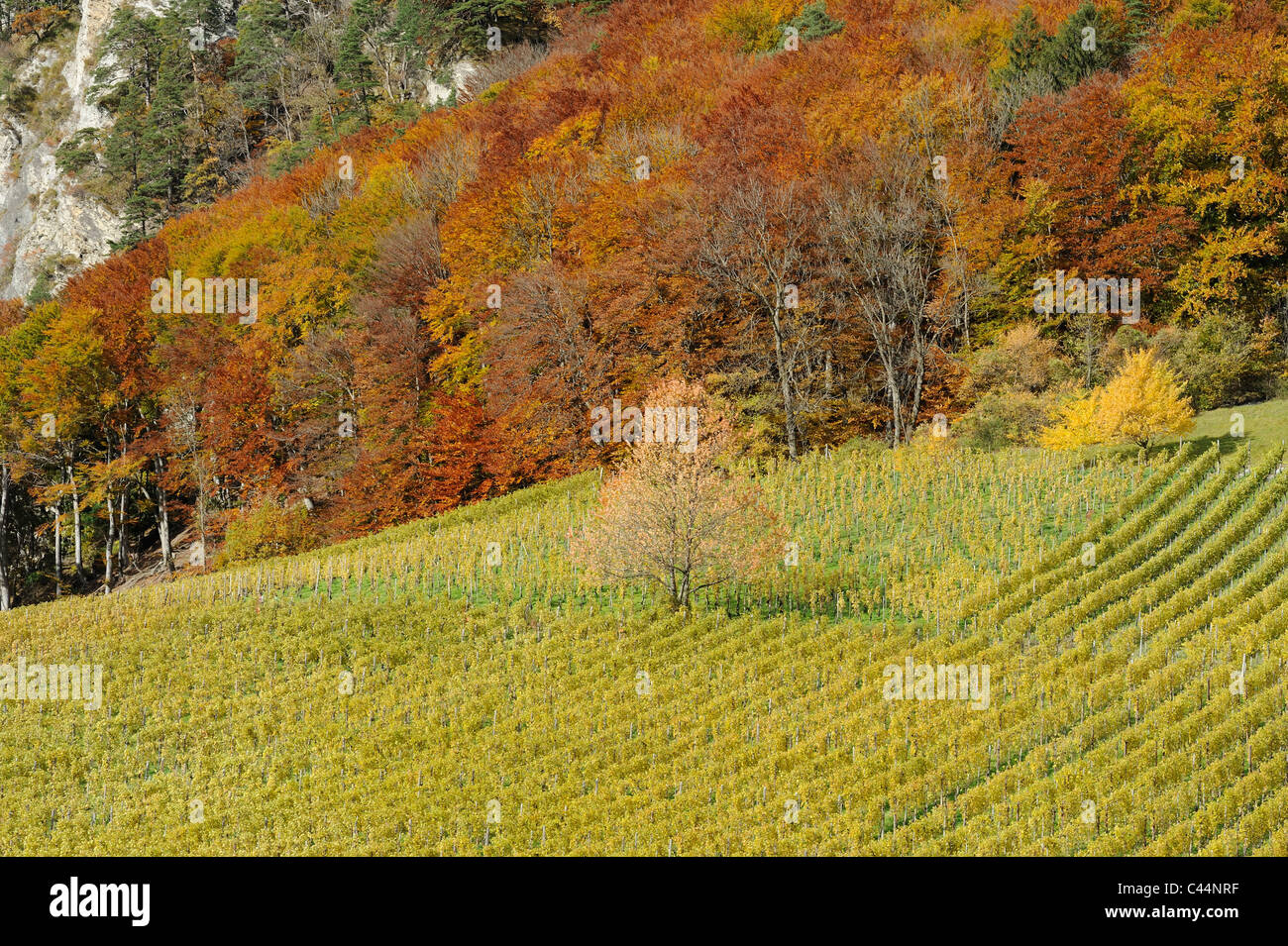 Vine yard, near Flasch, forest, fall, fall colours, Bundner Herrschaft ...