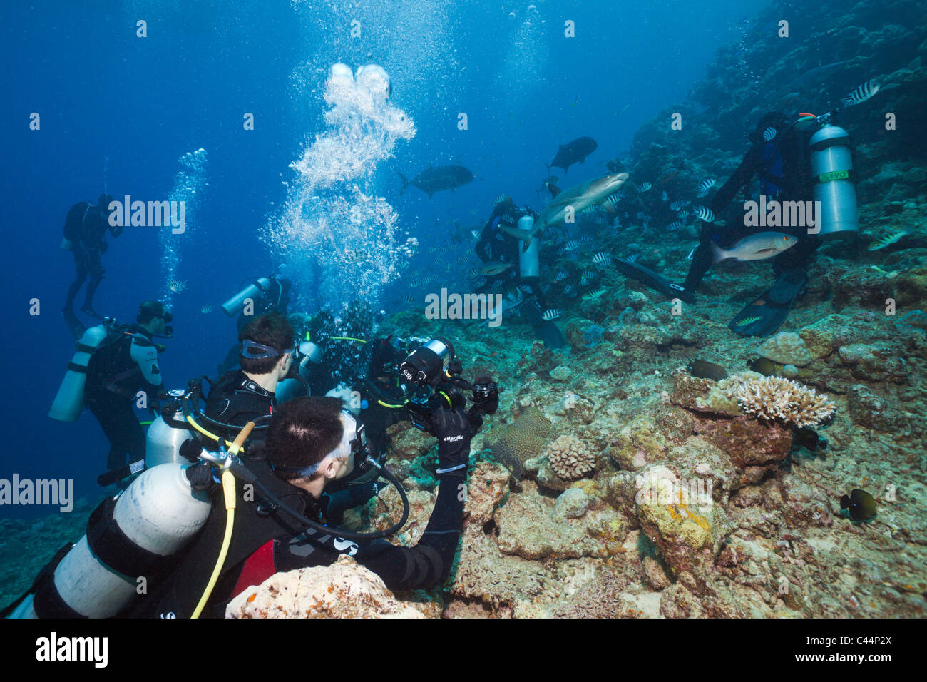 Scuba Divers photographing Shark Feeding, Beqa Lagoon, Viti Levu, Fiji ...