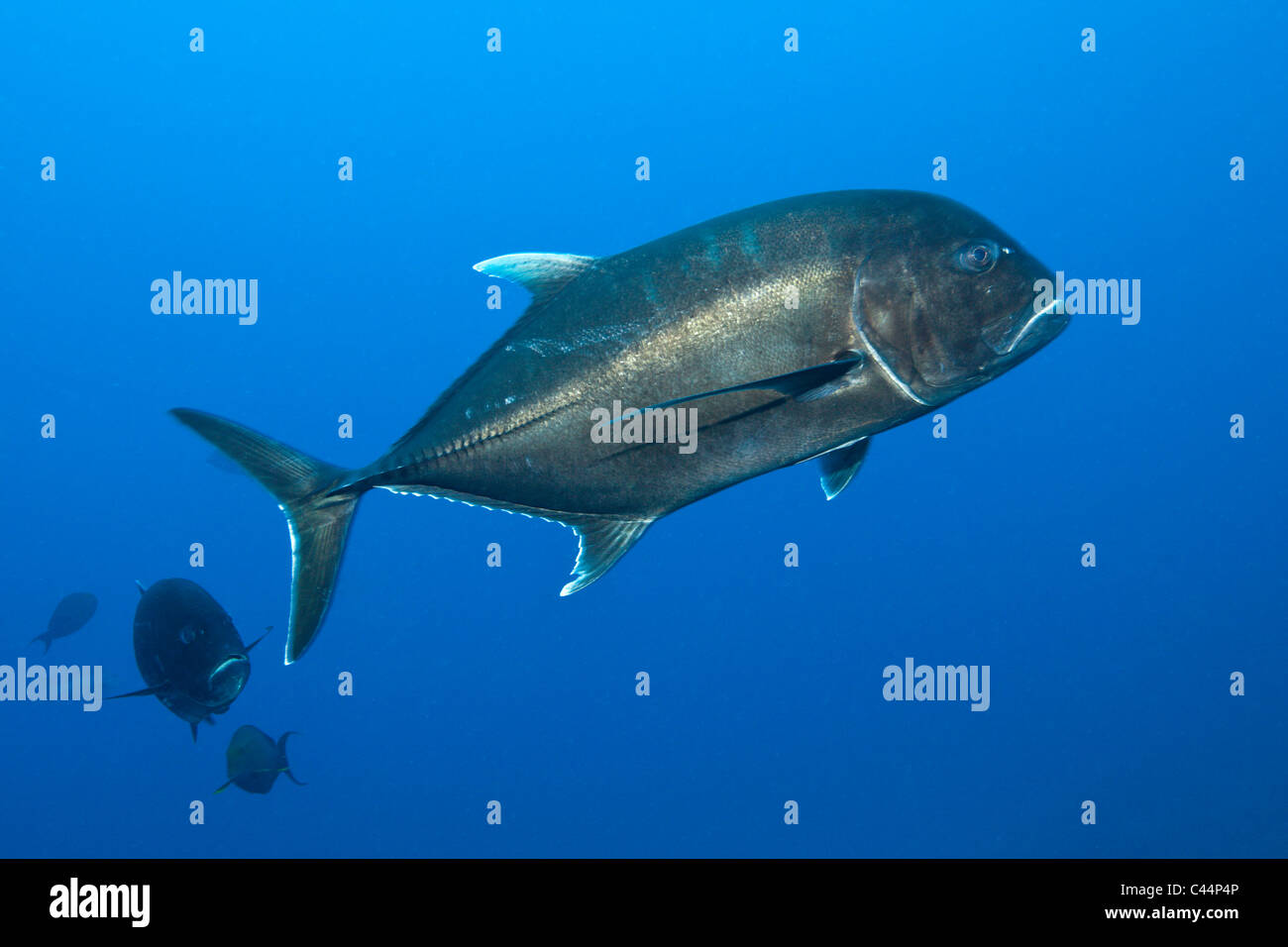 Giant trevally pacific hi-res stock photography and images - Alamy