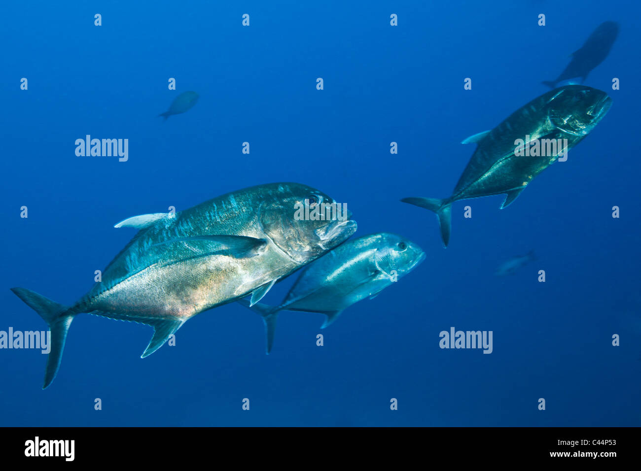 Giant trevally pacific hi-res stock photography and images - Alamy