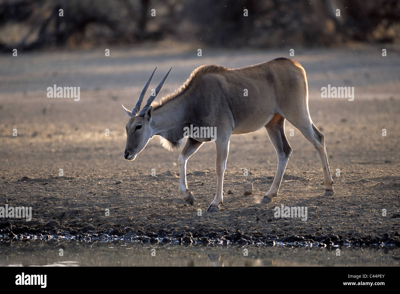 Kalkfeld hi-res stock photography and images - Alamy