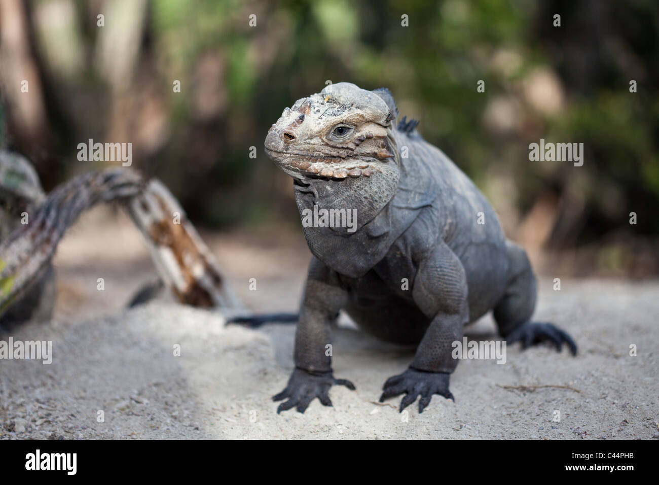 Rhinoceros Iguana, Cyclura cornuta, Isla Cabritos National Park, Lago ...