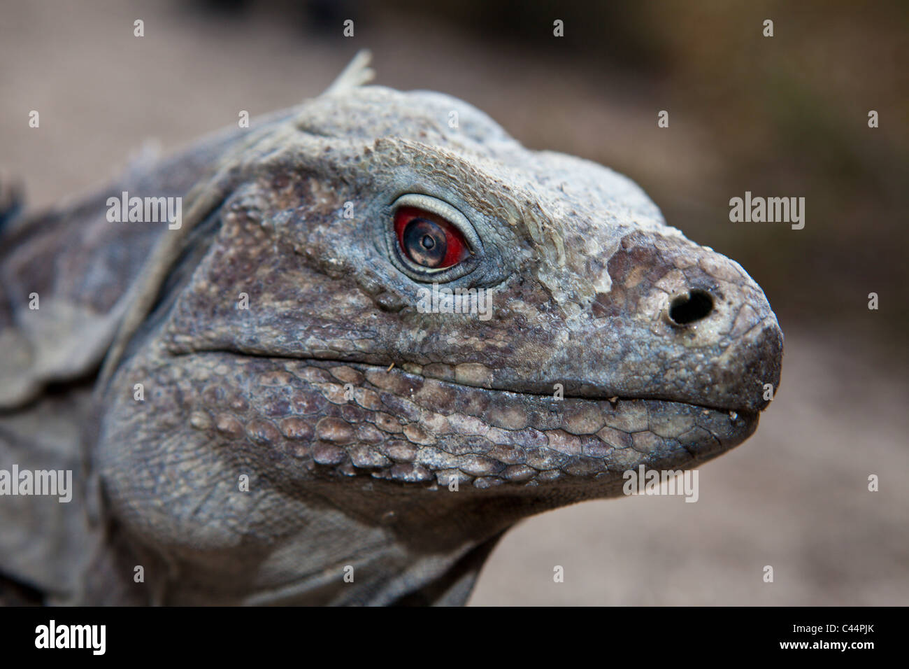 Hispaniolan Ground Iguana, Cyclura ricordii, Isla Cabritos National ...