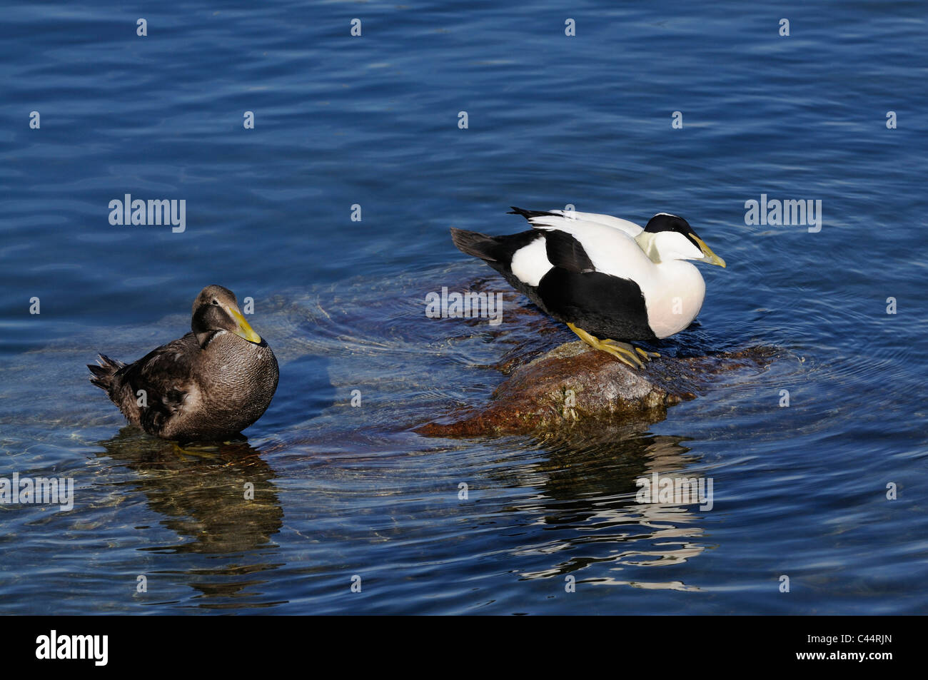 Drake and female hi-res stock photography and images - Alamy
