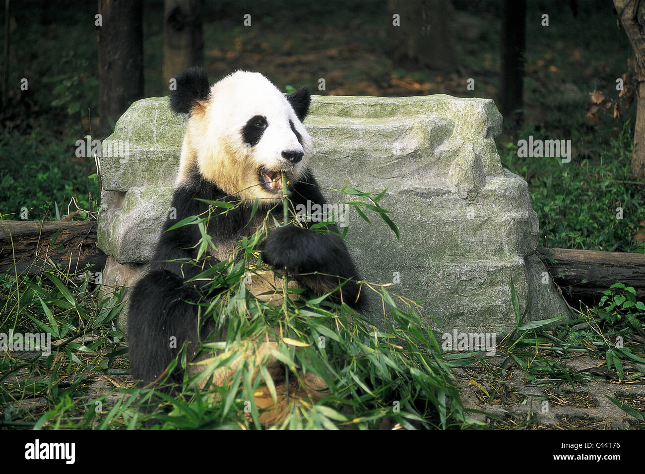 Animal, Asia, Bamboo, Bear, Breeding, Centre, Chengdu, China ...