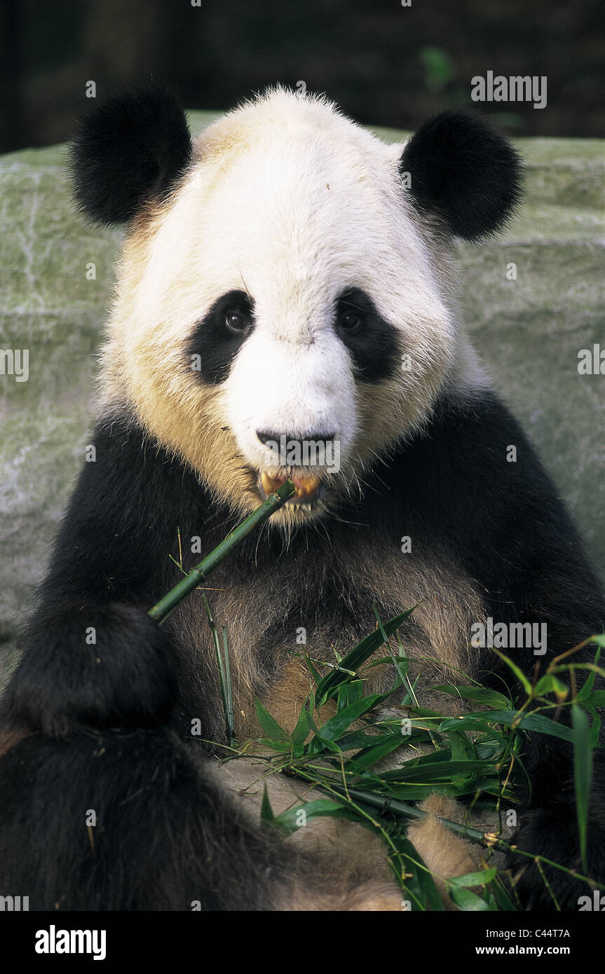 Animal, Asia, Bamboo, Bear, Breeding, Centre, Chengdu, China ...