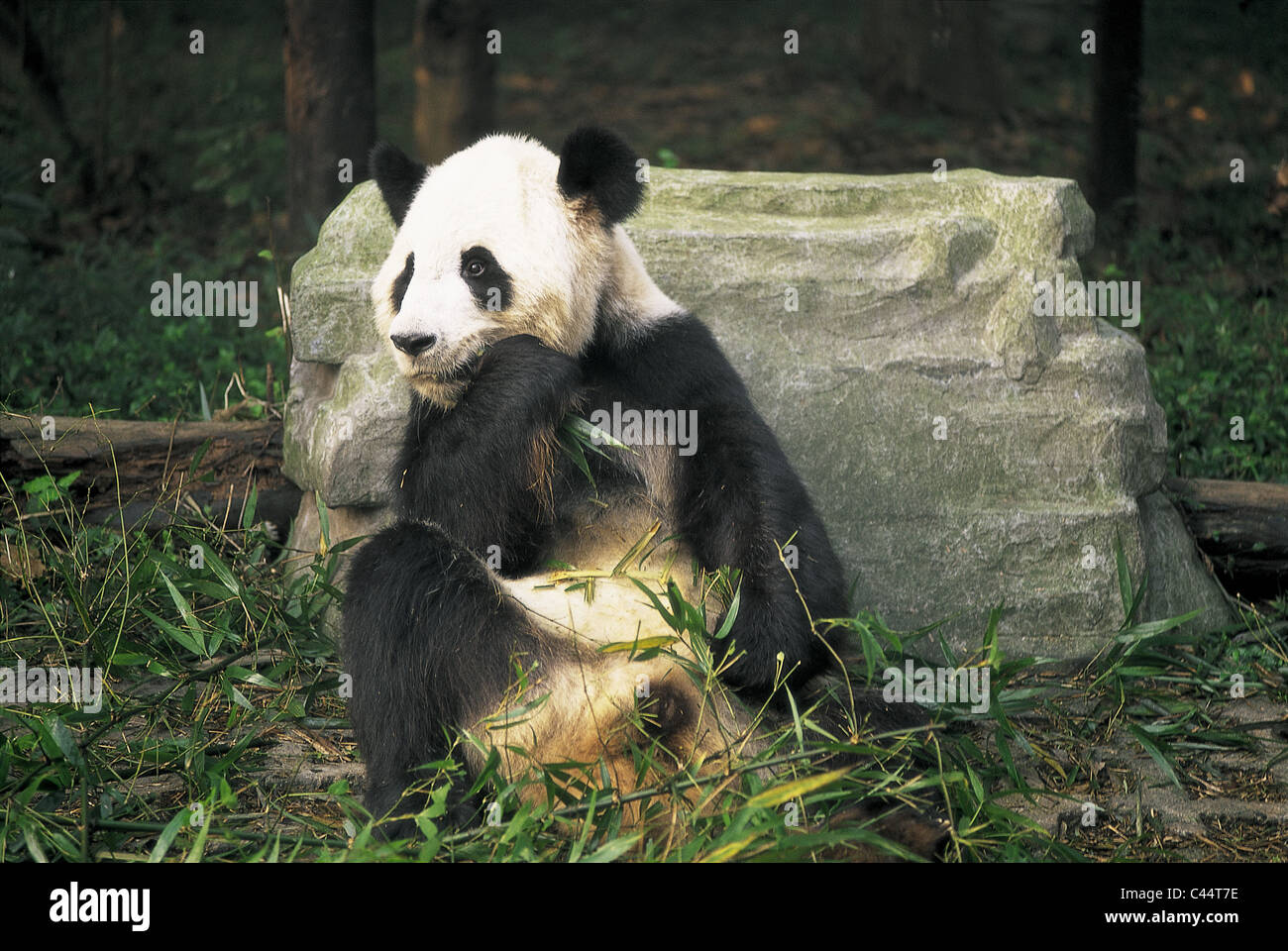 Animal, Asia, Bamboo, Bear, Breeding, Centre, Chengdu, China ...
