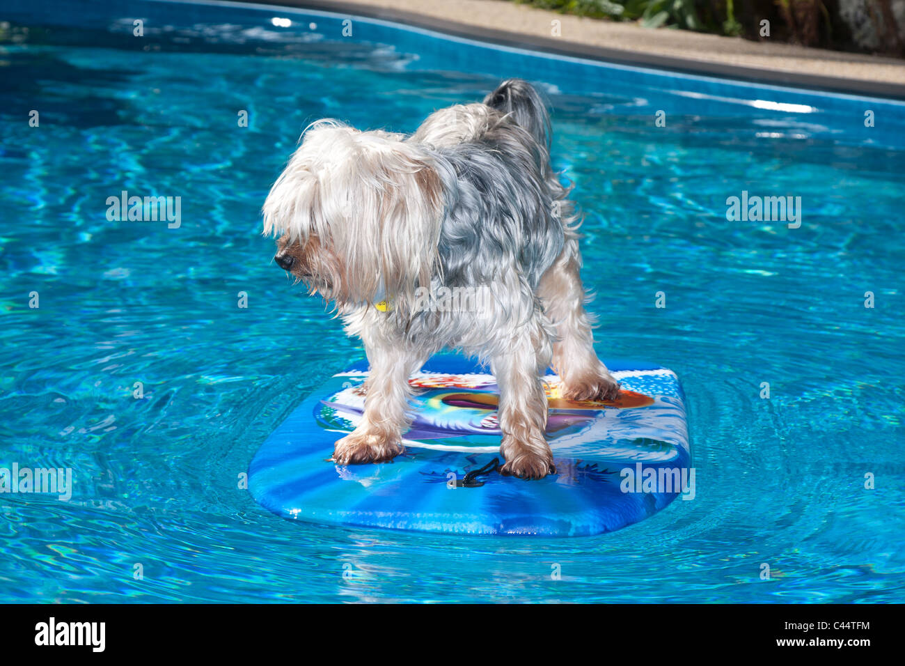 Dog floating in a pool Stock Photo - Alamy