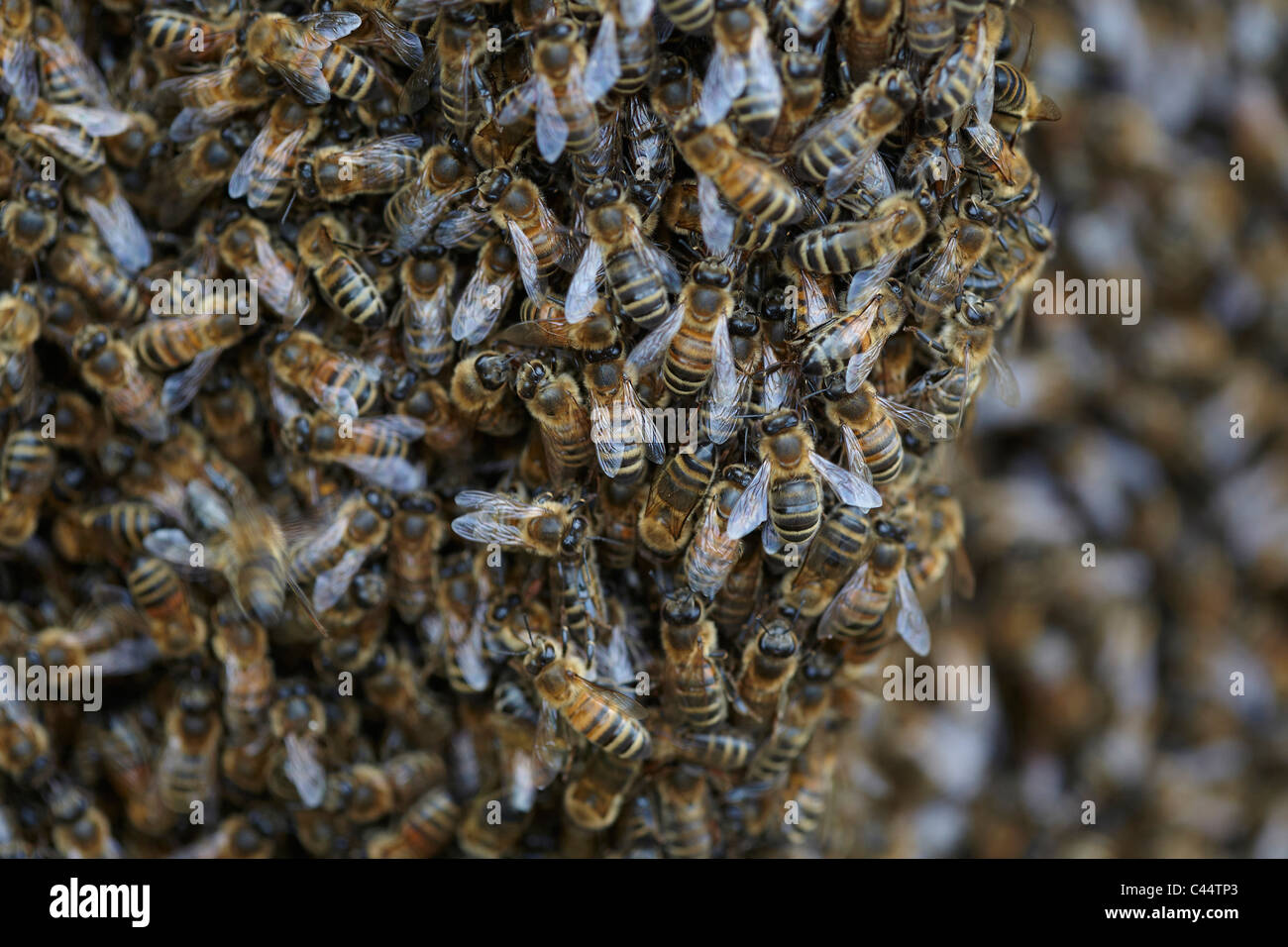 Honey bees swarming in a hedgerow, East Yorkshire, UK. Swarm of bees ...