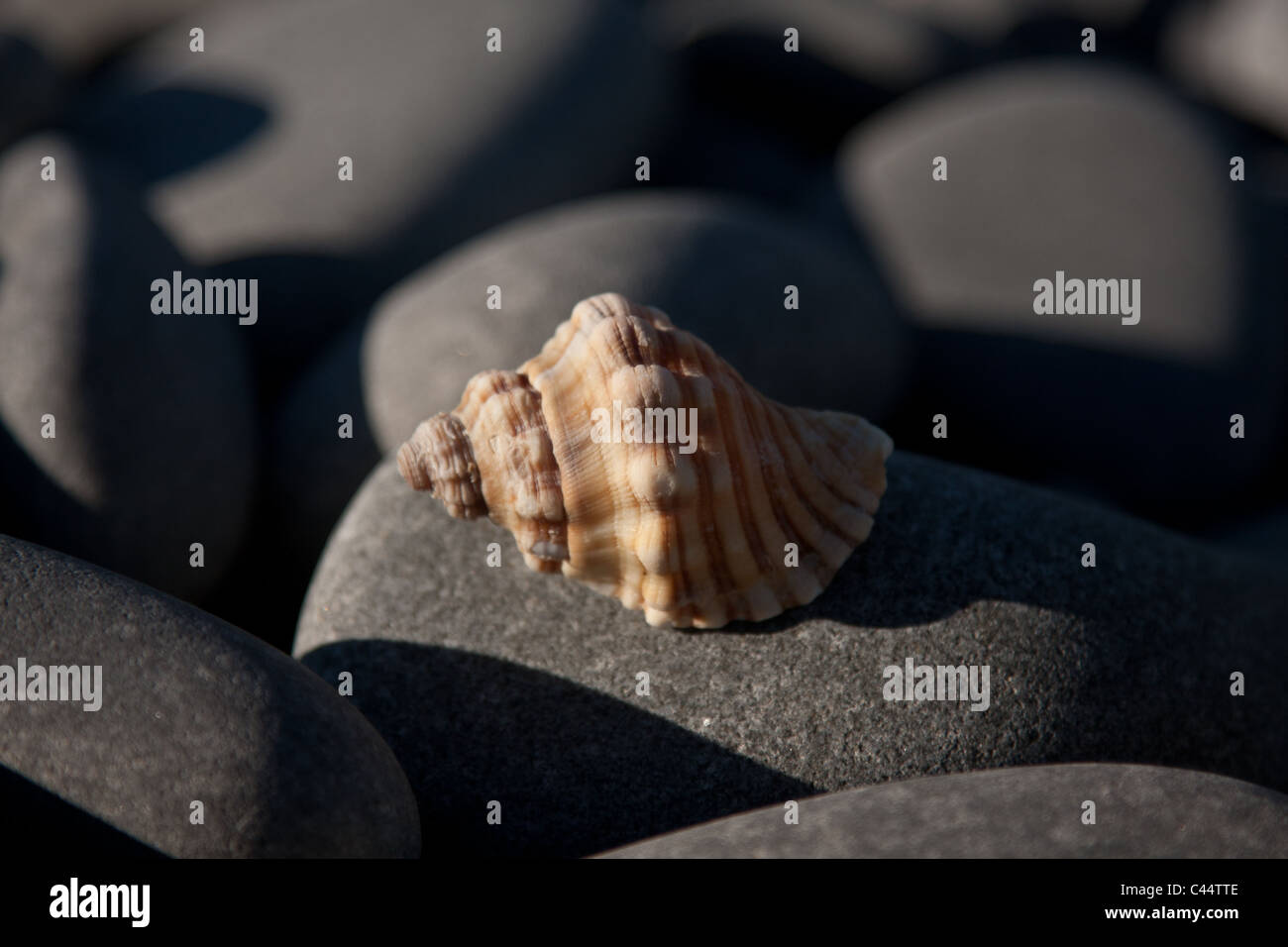 Shell close up Stock Photo - Alamy