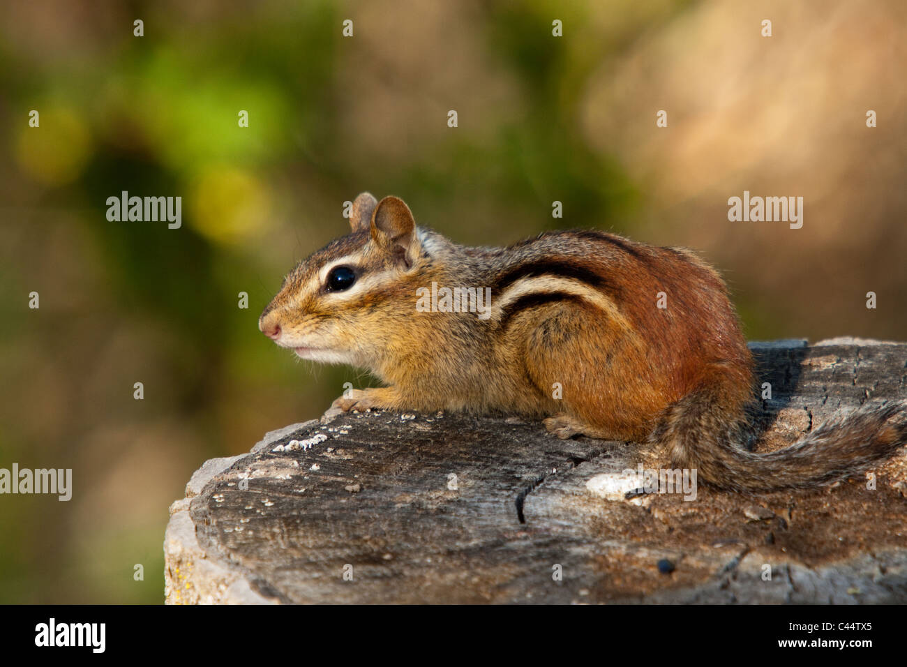 Dirty bird bath hi-res stock photography and images - Alamy