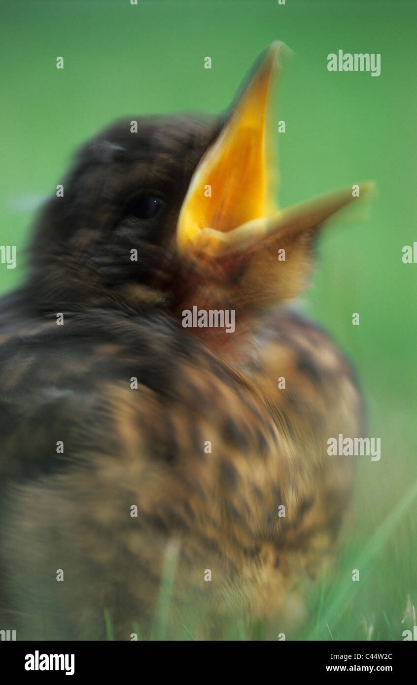 After leaving the nest hi-res stock photography and images - Alamy