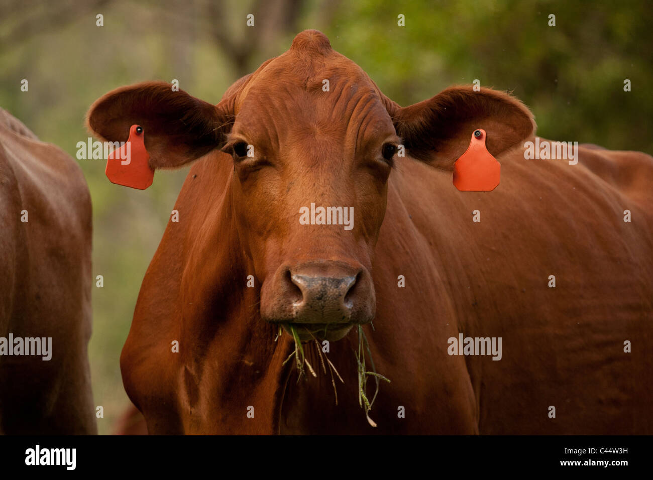 Close up of a cow hi-res stock photography and images - Alamy