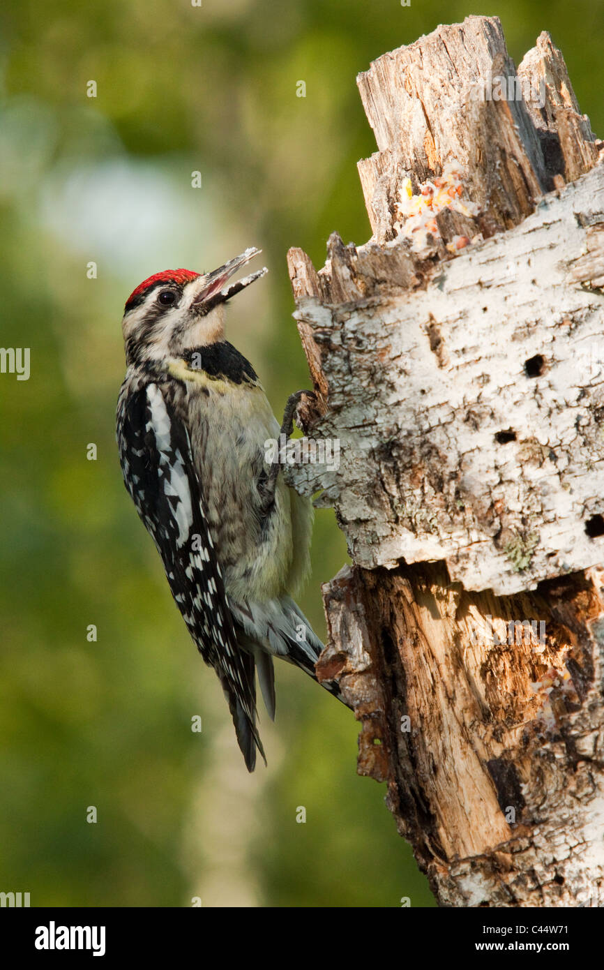 Yellow-bellied sapsucker - female Stock Photo - Alamy