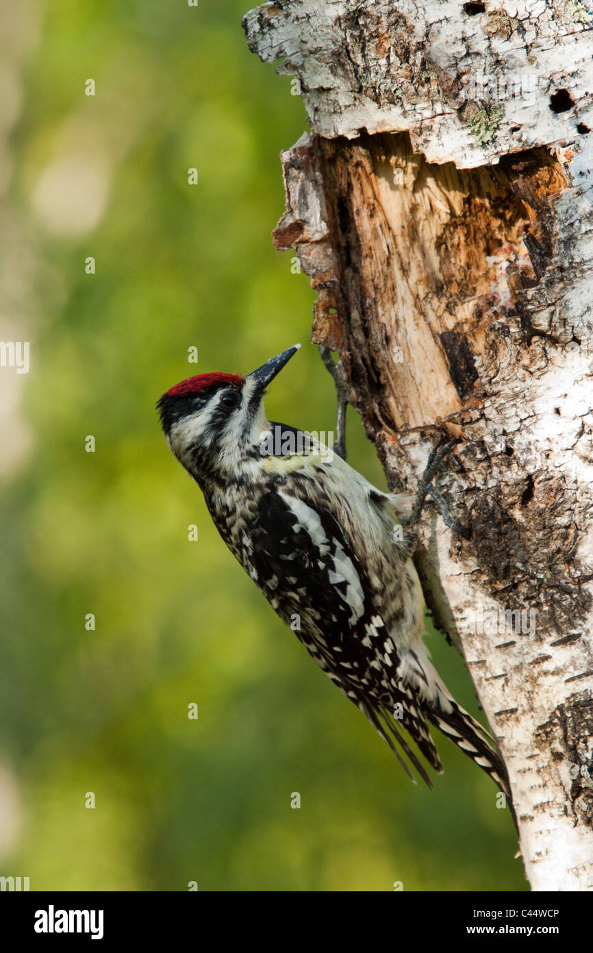 Yellow-bellied sapsucker - female Stock Photo - Alamy