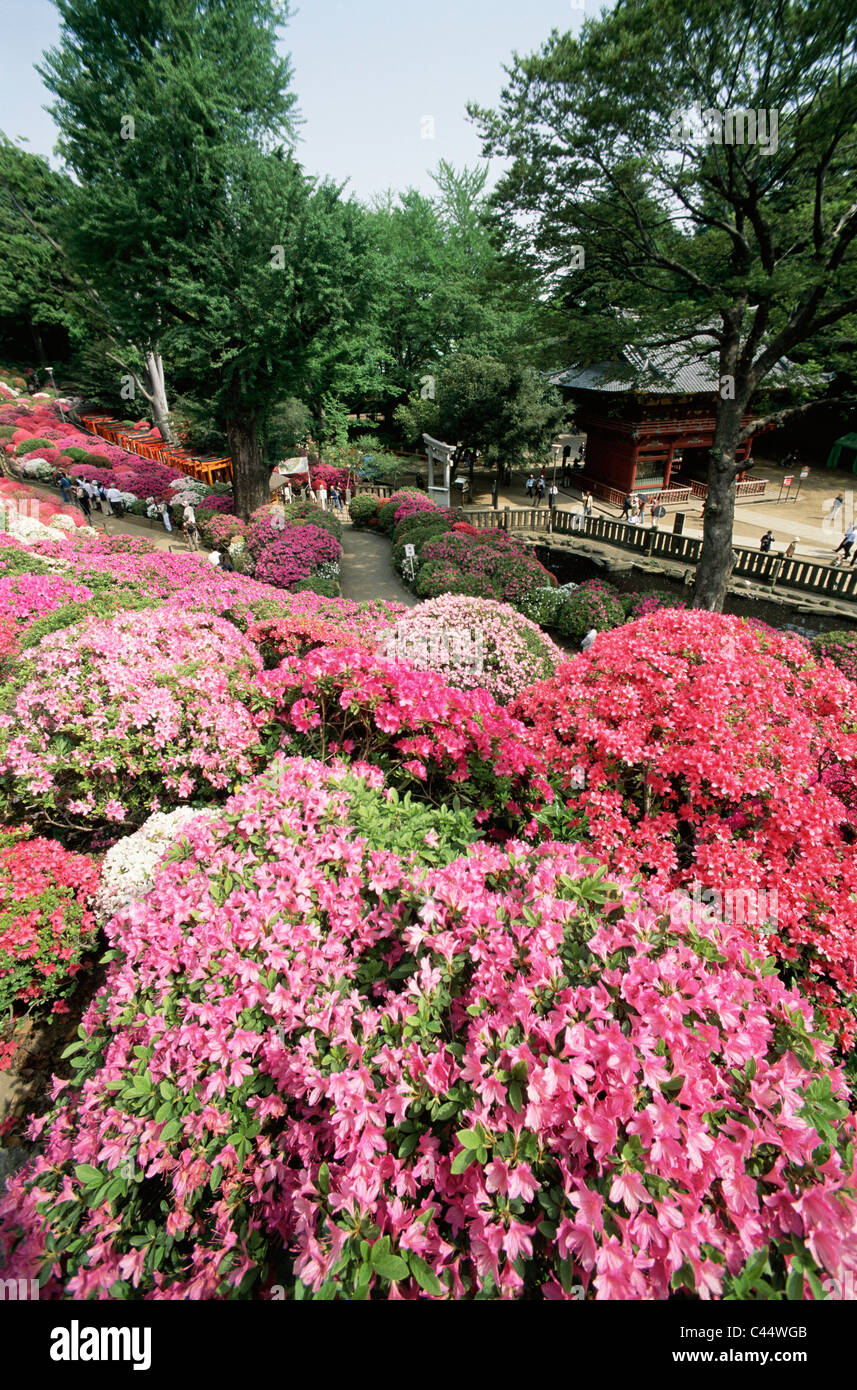 Asia, Azalea, Azaleas, Bloom, Flower, Flowers, Garden, Holiday, Japan ...