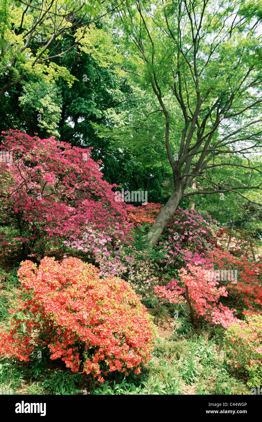 Asia, Azaleas, Bloom, Flower, Flowers, Garden, Holiday, Japan, Japanese ...