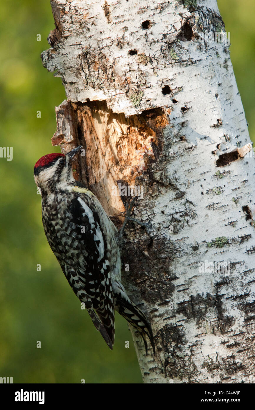 Yellow-bellied sapsucker - female Stock Photo - Alamy