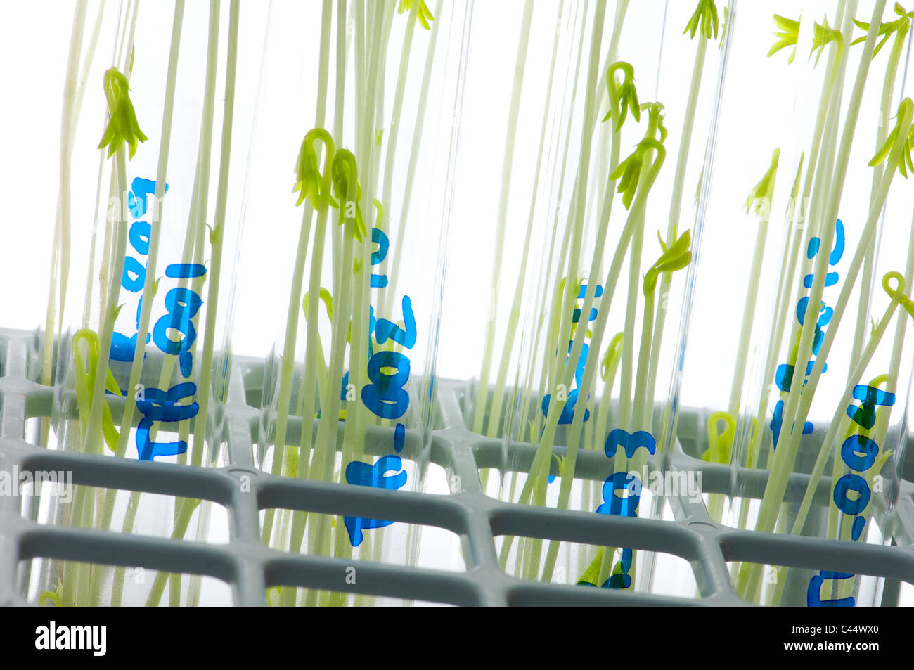 Food probe High Resolution Stock Photography and Images - Alamy