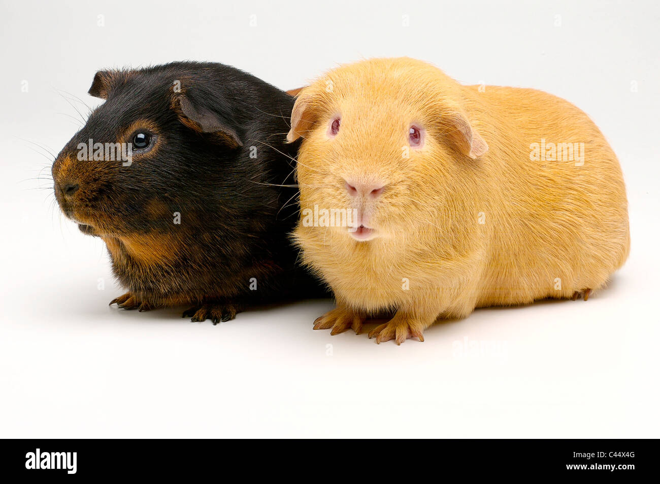 White ginger guinea pigs hi-res stock photography and images - Alamy