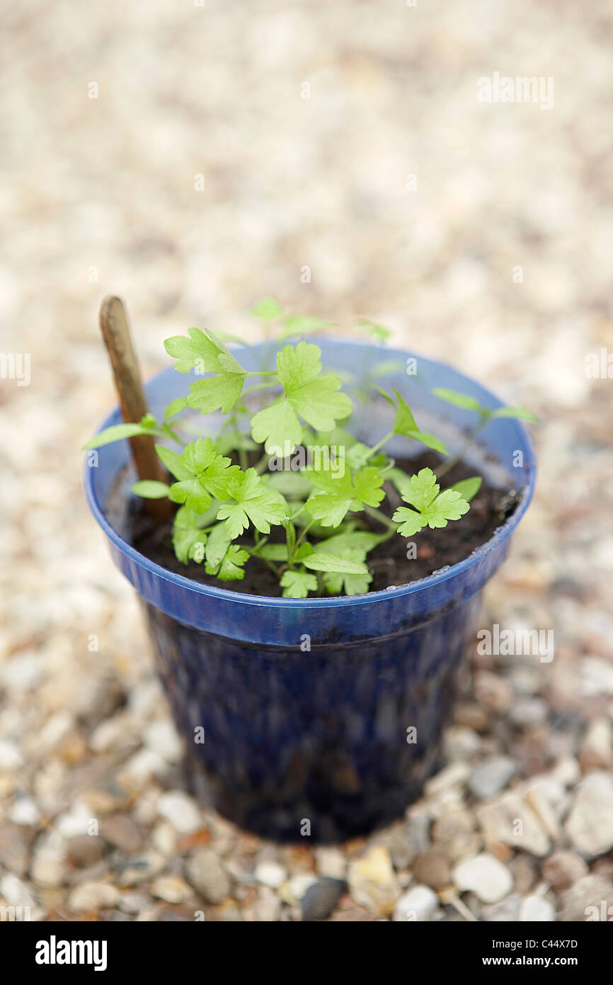 Baby Cilantro Plant
