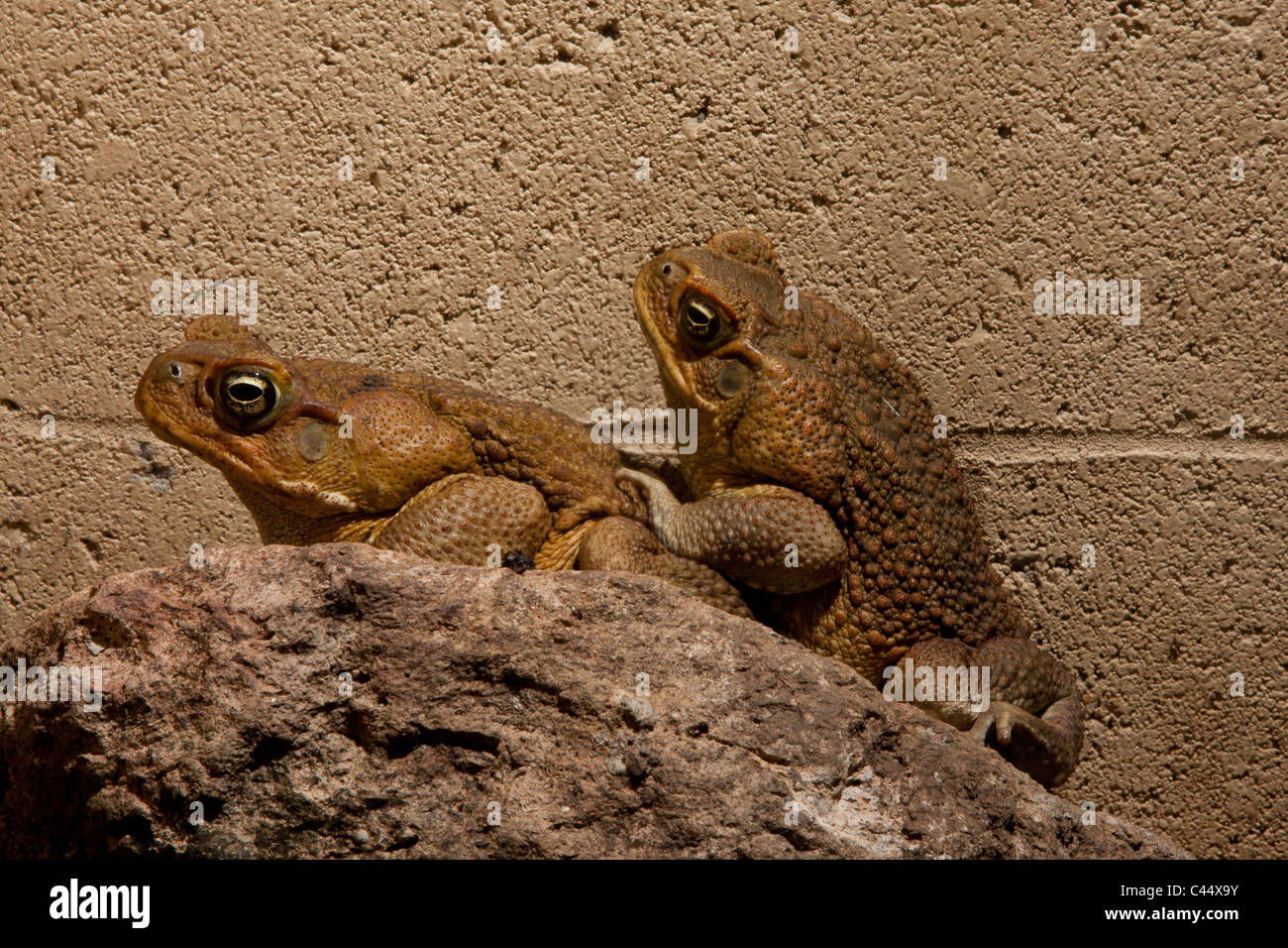 Cane toads hi-res stock photography and images - Alamy