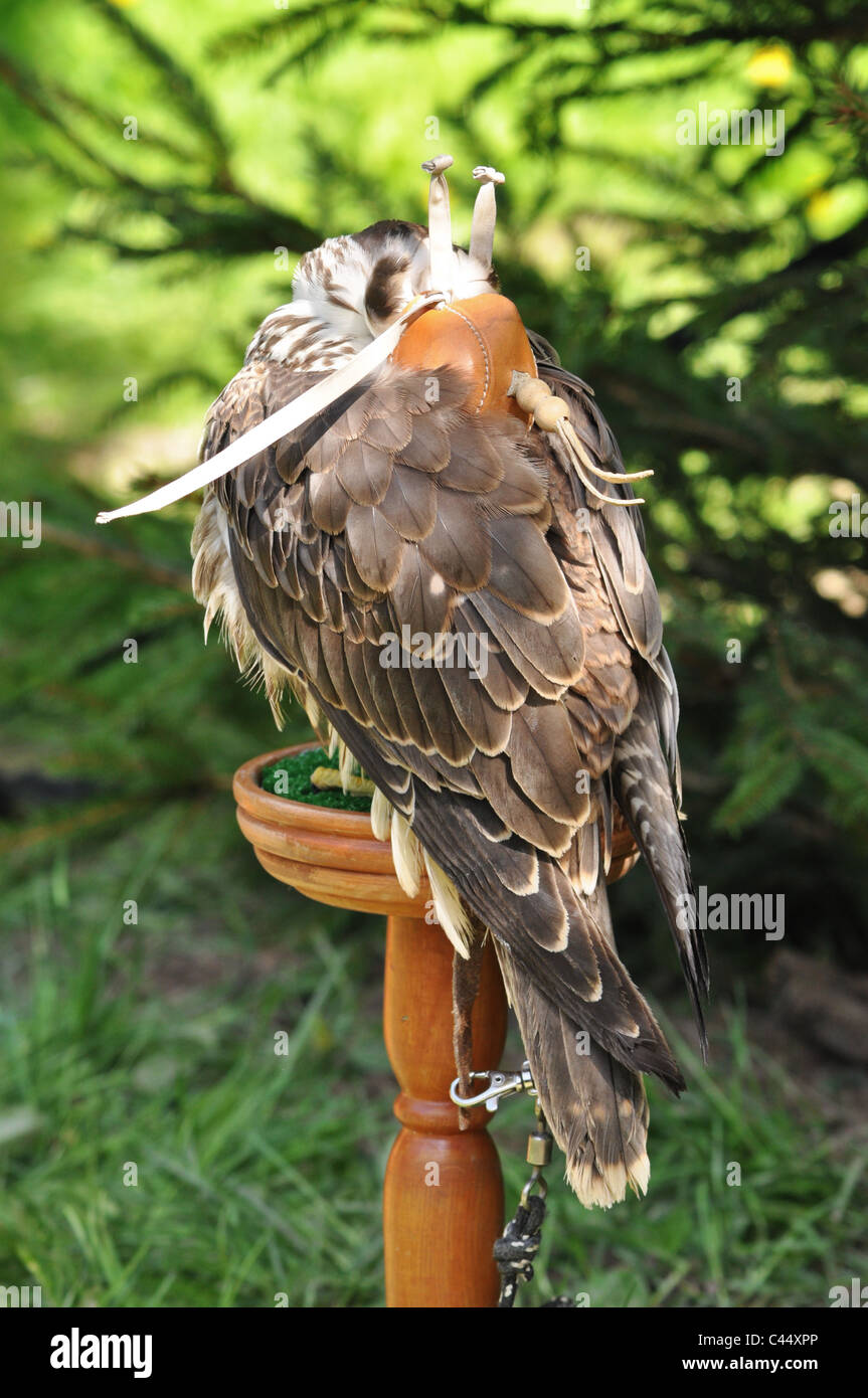 Falcon in captivity hi-res stock photography and images - Alamy