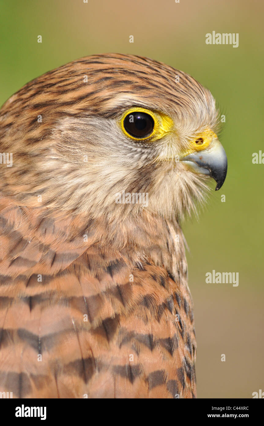 Closeup of a common kestrel Stock Photo - Alamy
