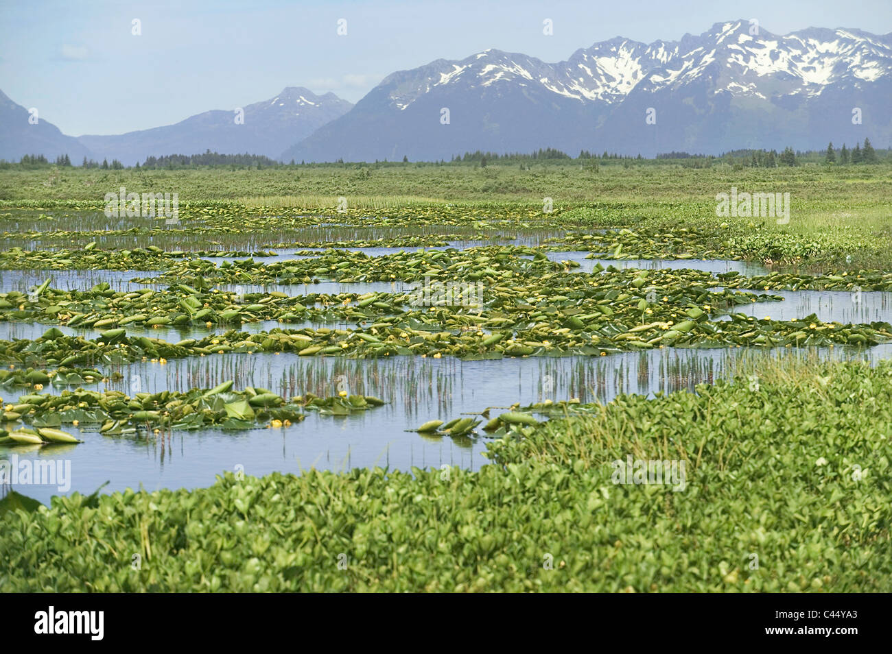 U.S.A., Alaska, Prince William Sound, Alaganik Slough, aquatic plants ...