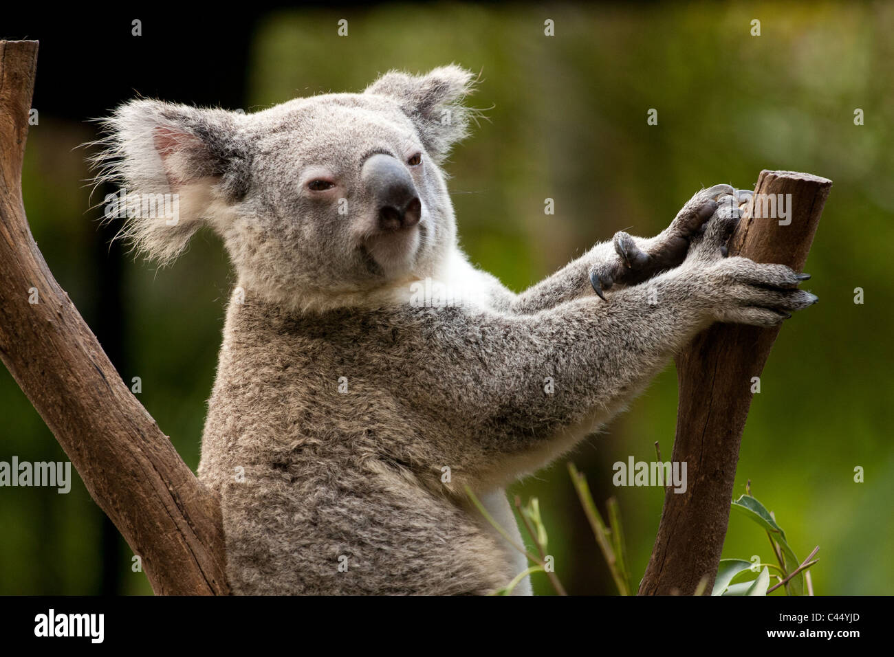 Koala in a tree Stock Photo - Alamy