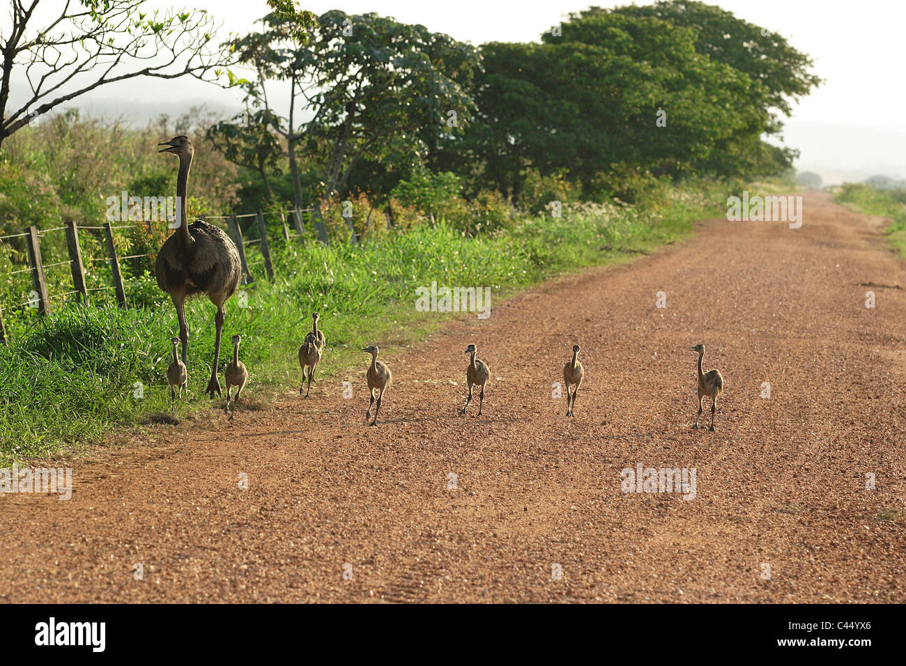 American rhea hi-res stock photography and images - Alamy