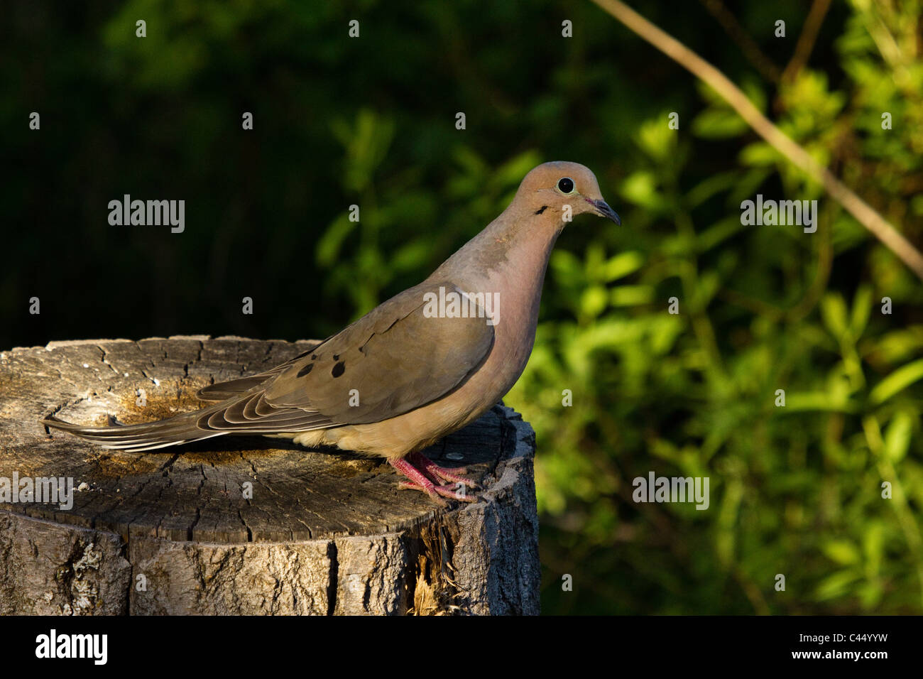 Mourning dove hunt hi-res stock photography and images - Alamy