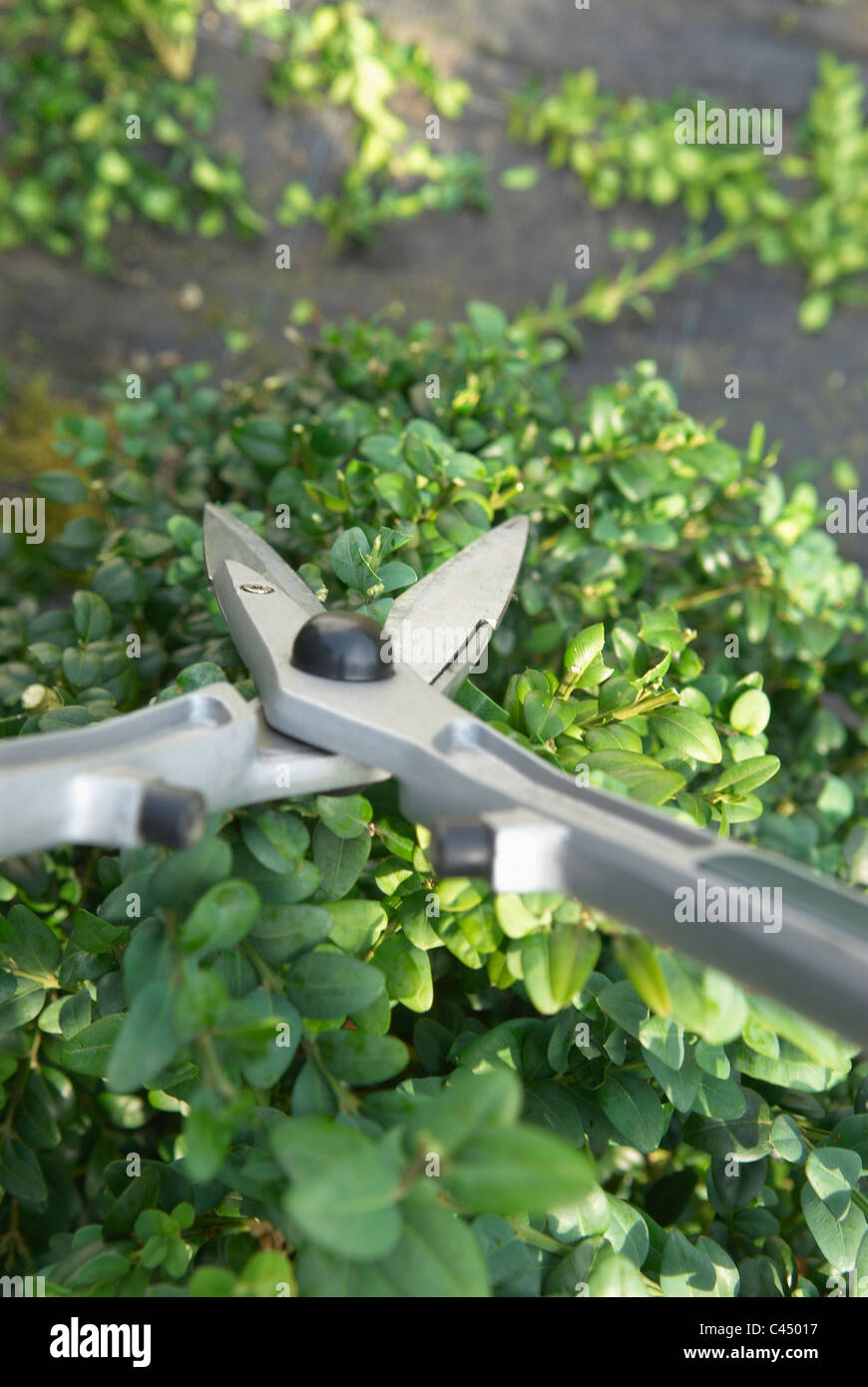 Pruning box hedge with shears, close-up Stock Photo - Alamy