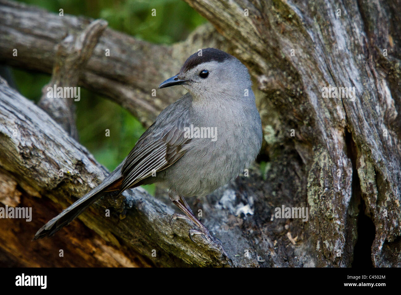 Common catbird hi-res stock photography and images - Alamy