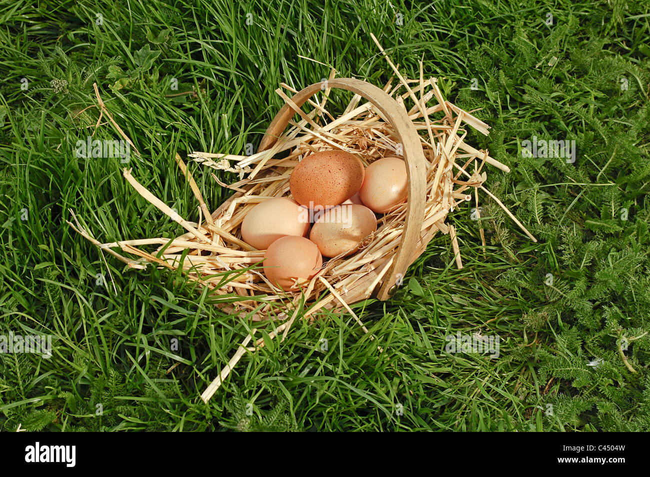 Basket of eggs in grass Stock Photo - Alamy