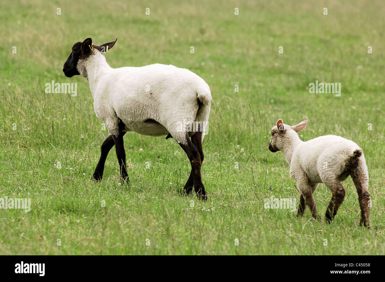 Walking lamb hi-res stock photography and images - Alamy