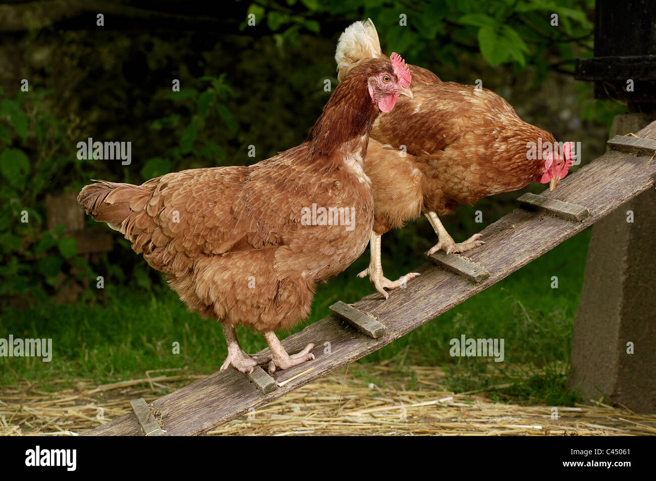 Chickens moving towards coop Stock Photo - Alamy