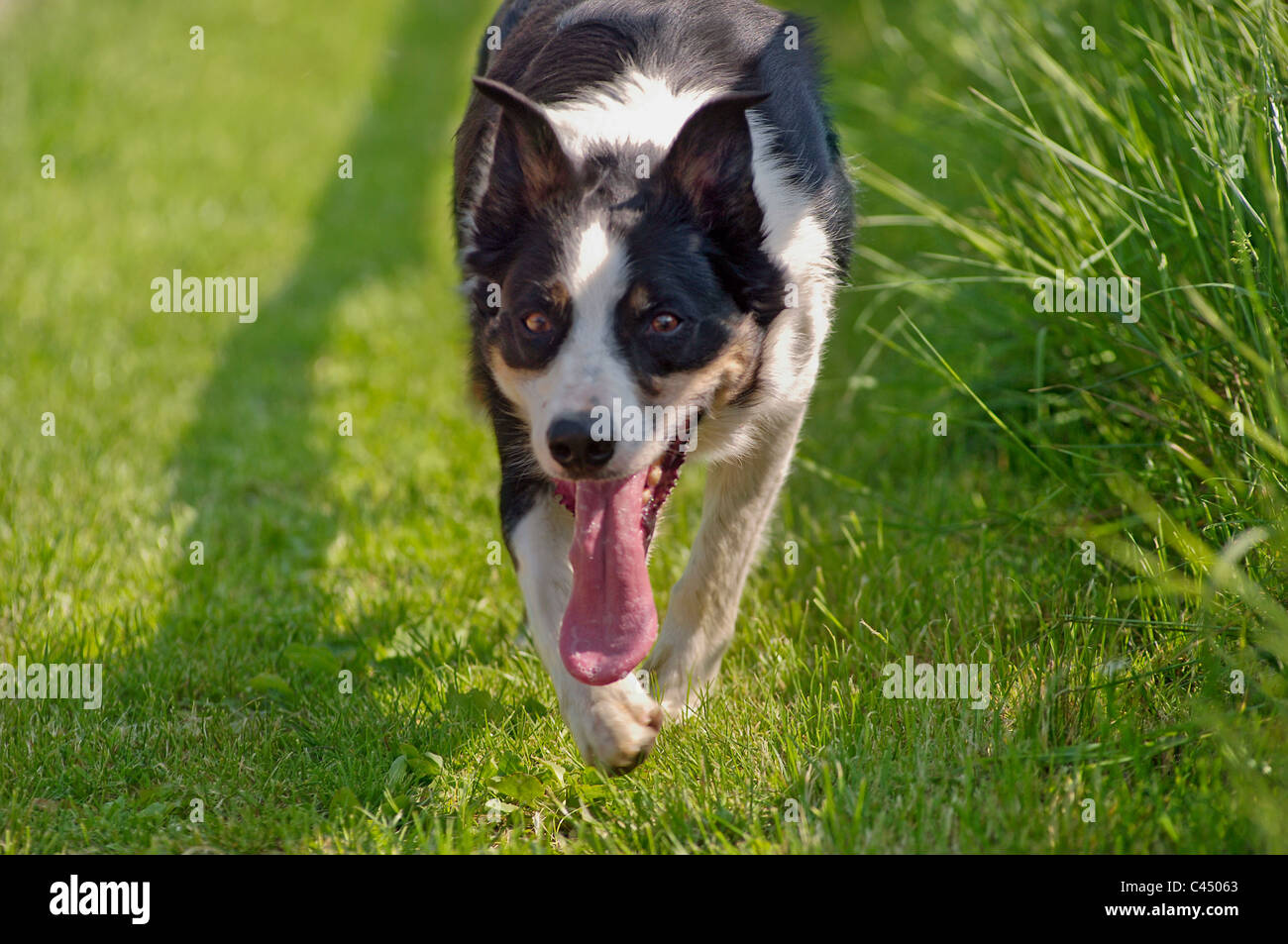 Dog running through grass Stock Photo - Alamy