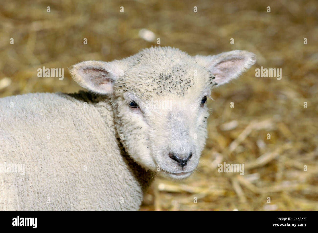 Sheep turning head hi-res stock photography and images - Alamy