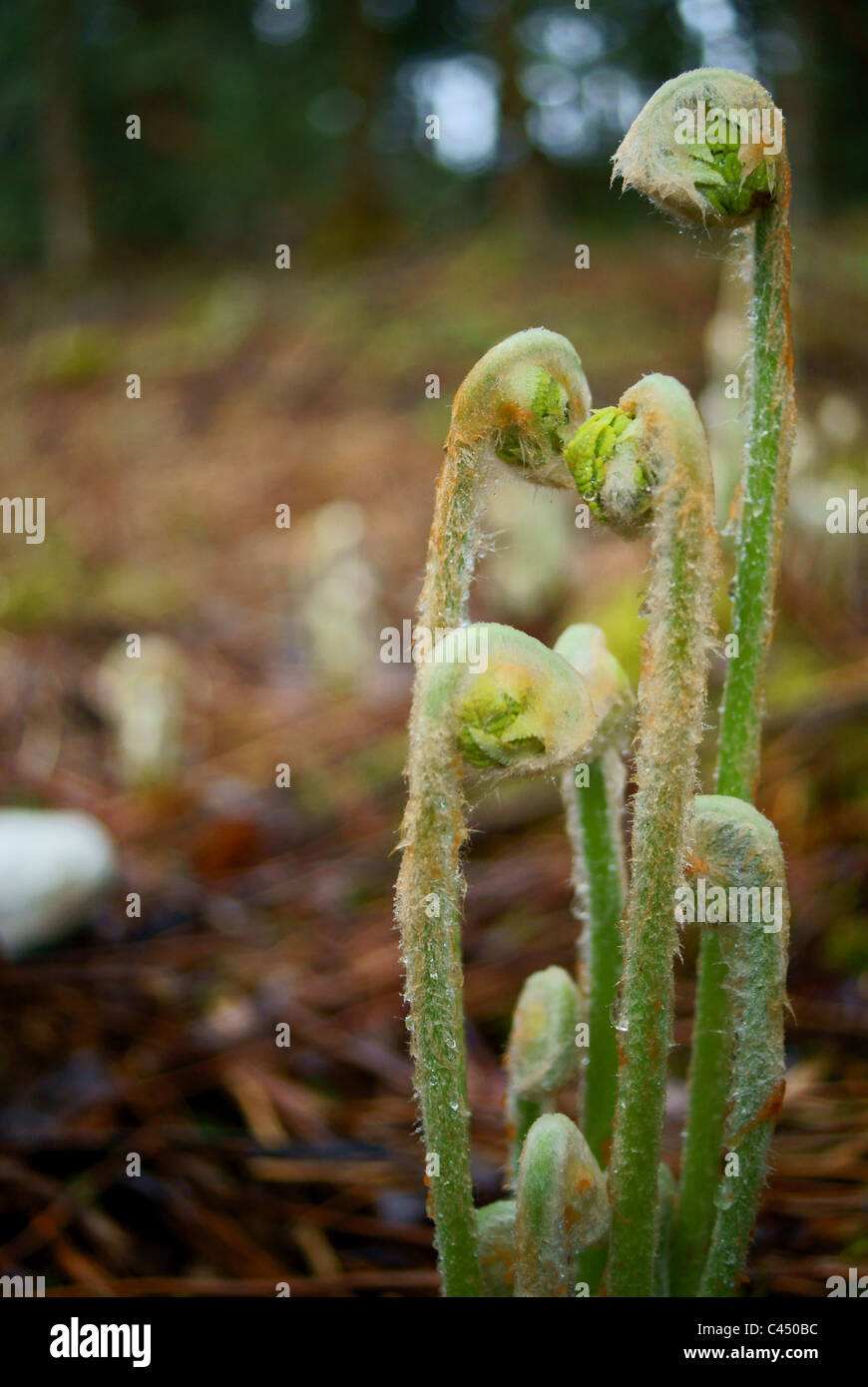 Fiddleheads hi-res stock photography and images - Alamy