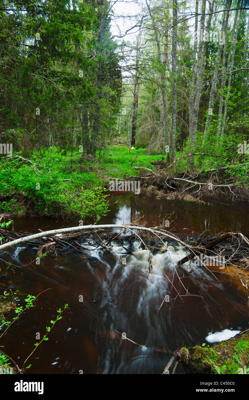 Old beaver's dam on river Stock Photo - Alamy