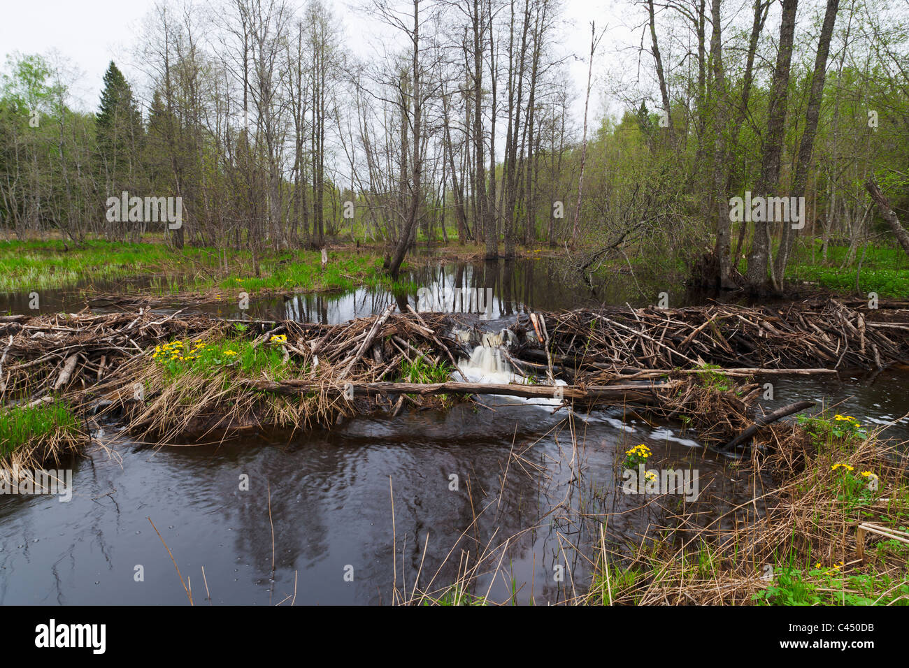Beaver Dam Flood