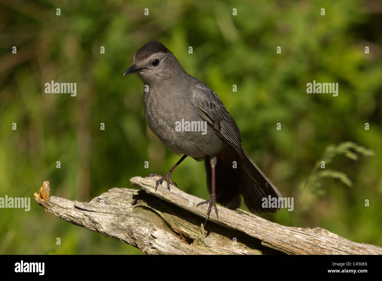 Common catbird hi-res stock photography and images - Alamy