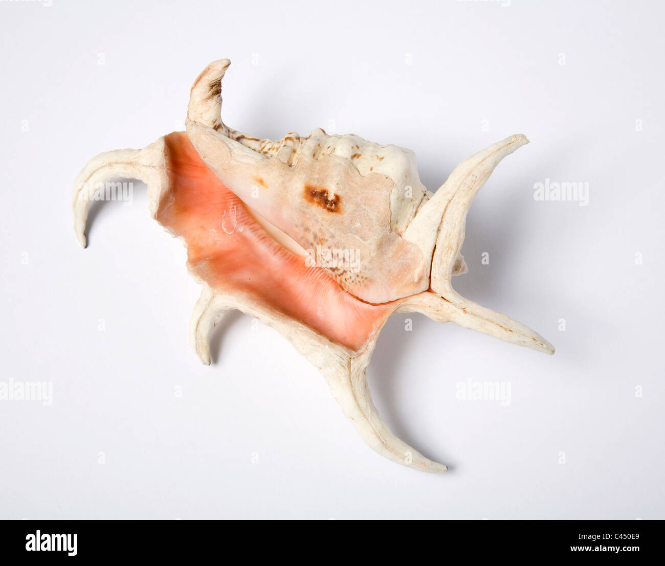 Pink Conch High Resolution Stock Photography and Images - Alamy