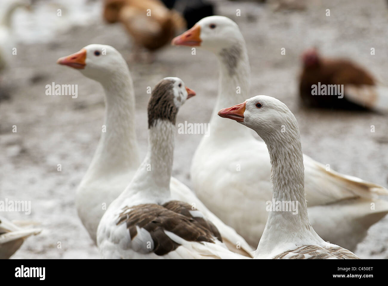 Embden Geese, Close-up Stock Photo, Royalty Free Image: 36989536 - Alamy