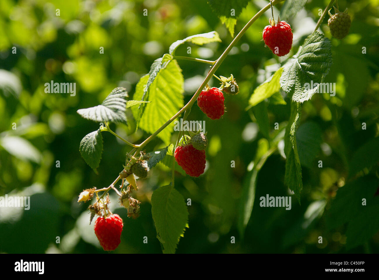 Raspberries on vine hi-res stock photography and images - Alamy