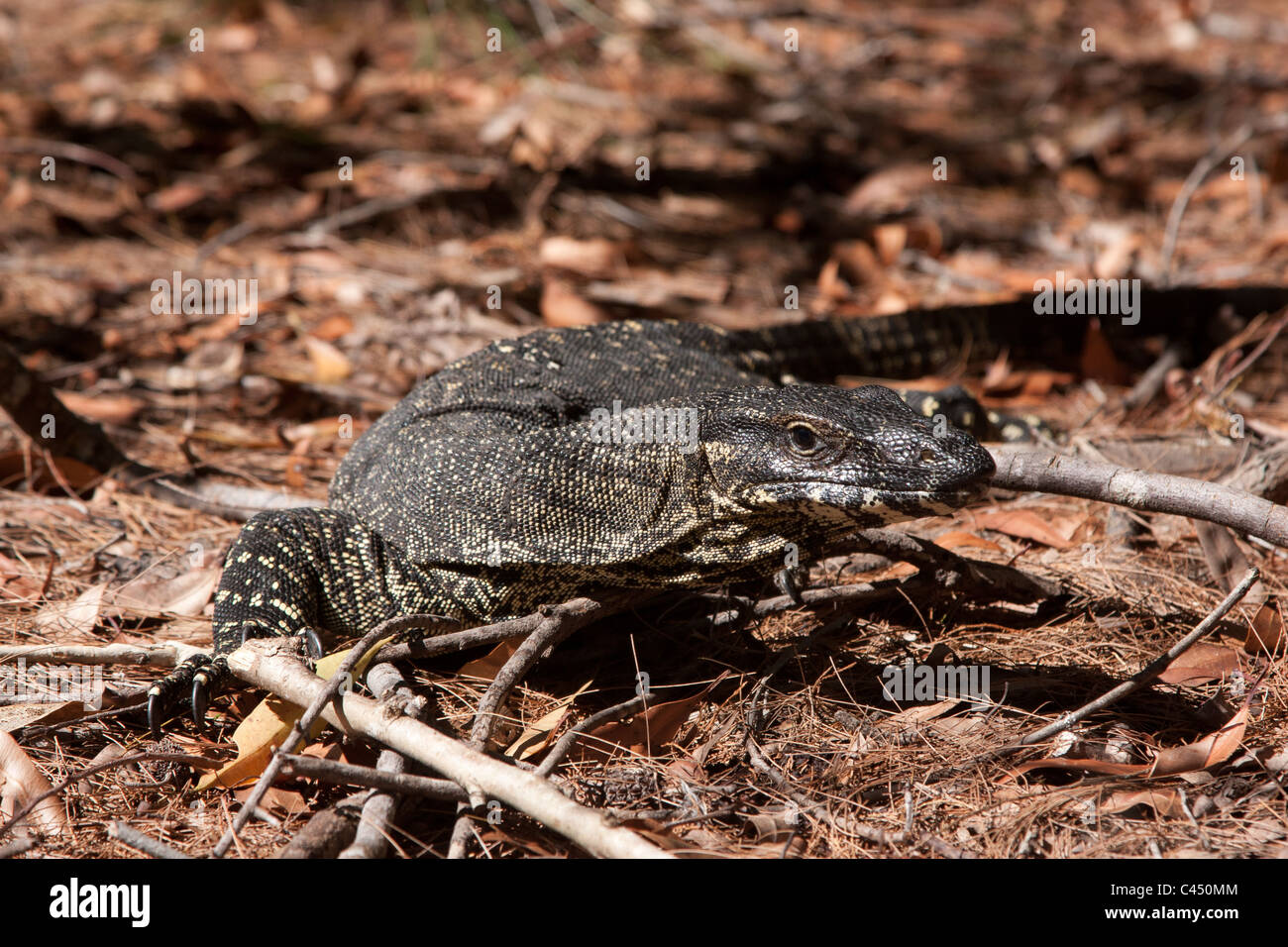Goanna hi-res stock photography and images - Alamy
