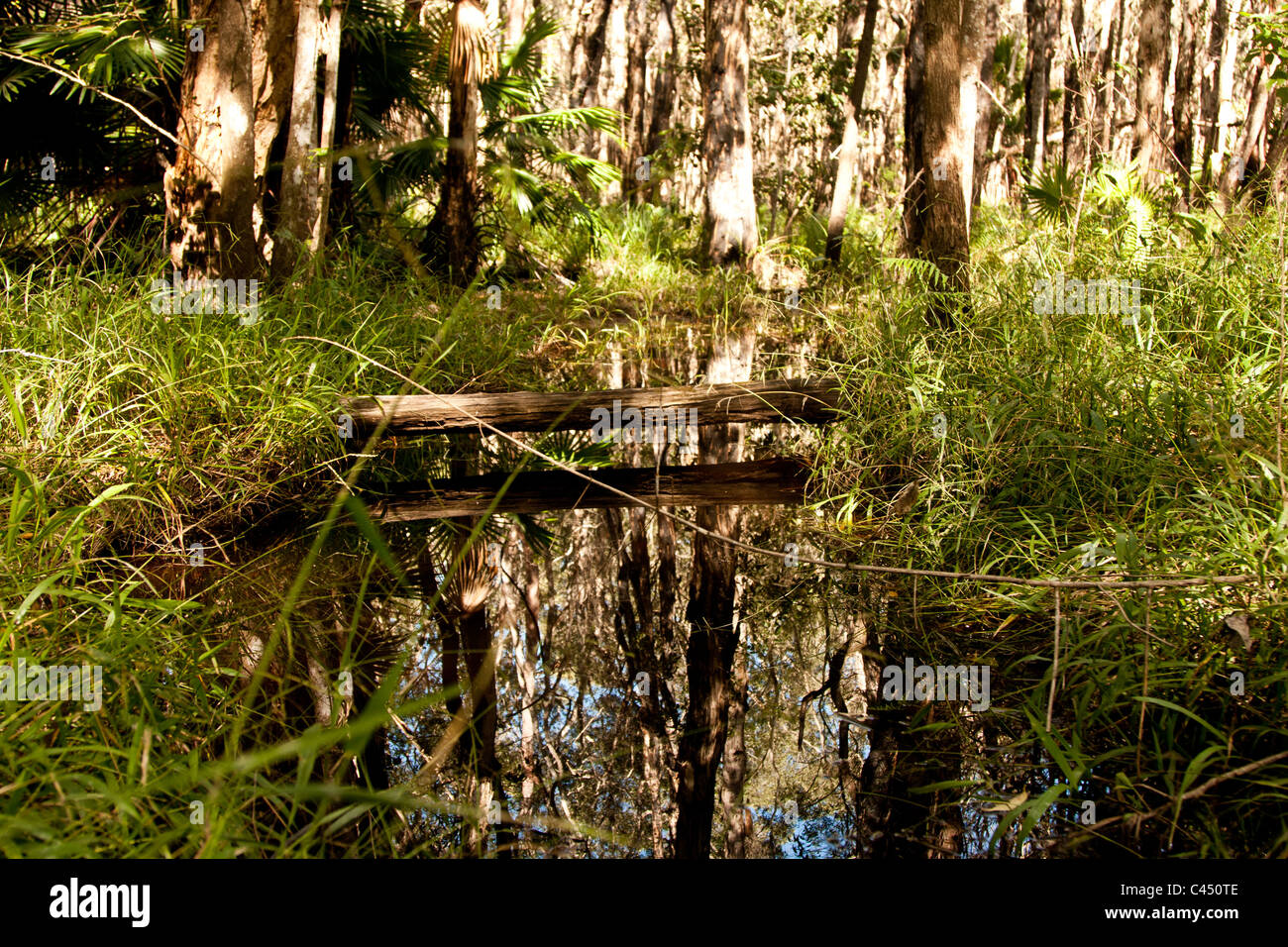 Rainforest grass hi-res stock photography and images - Alamy